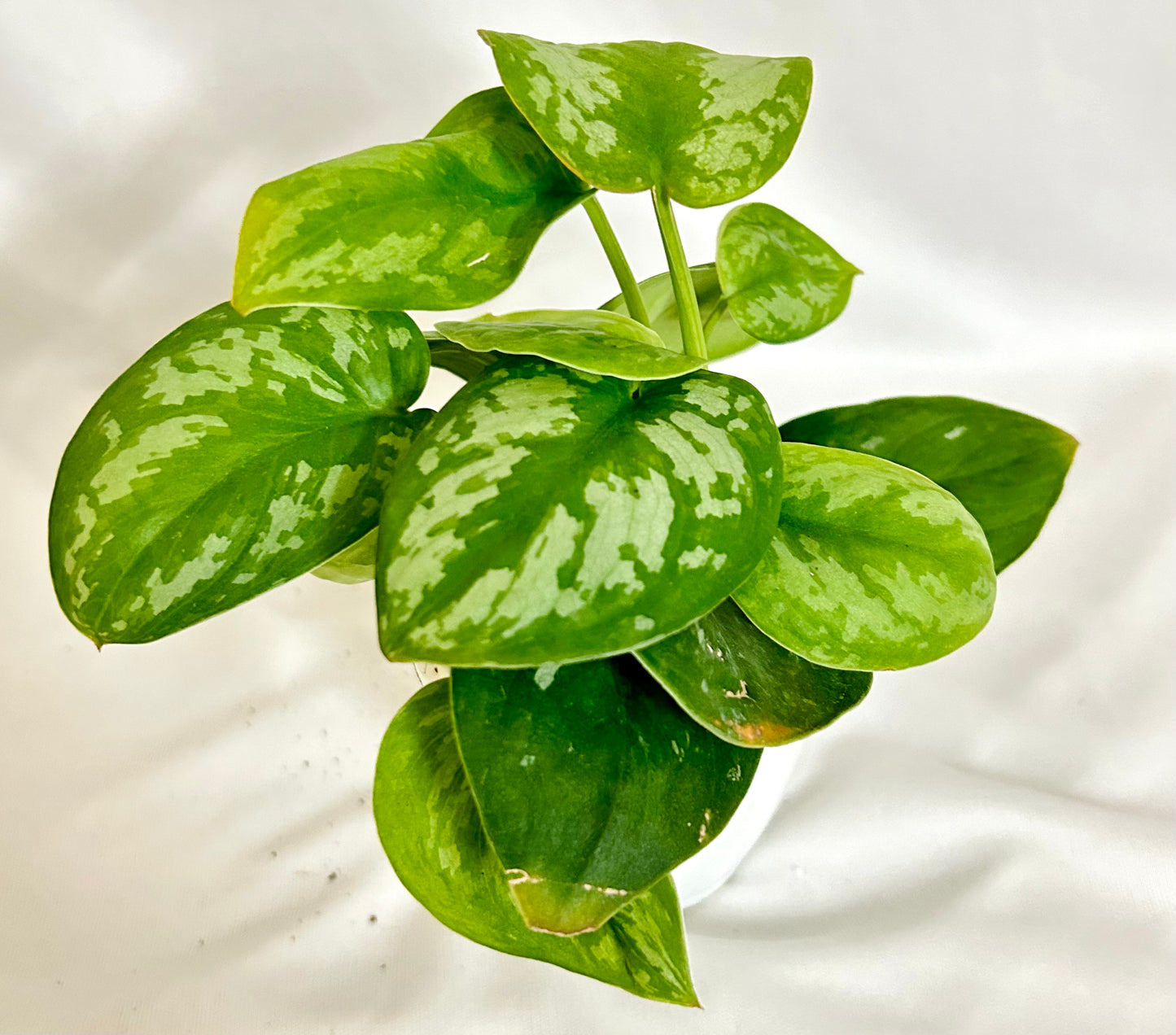 scindaspus-njoy – Dream Green