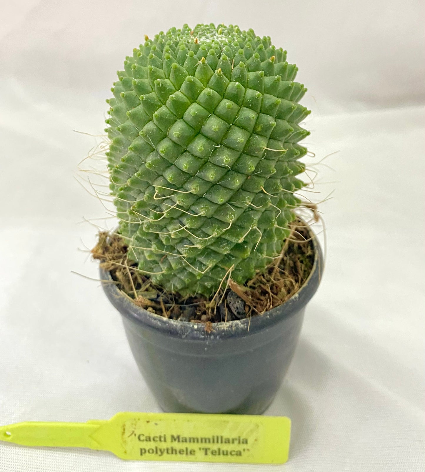 Cacti Mammillaria polythele "Teluca" – Dream Green