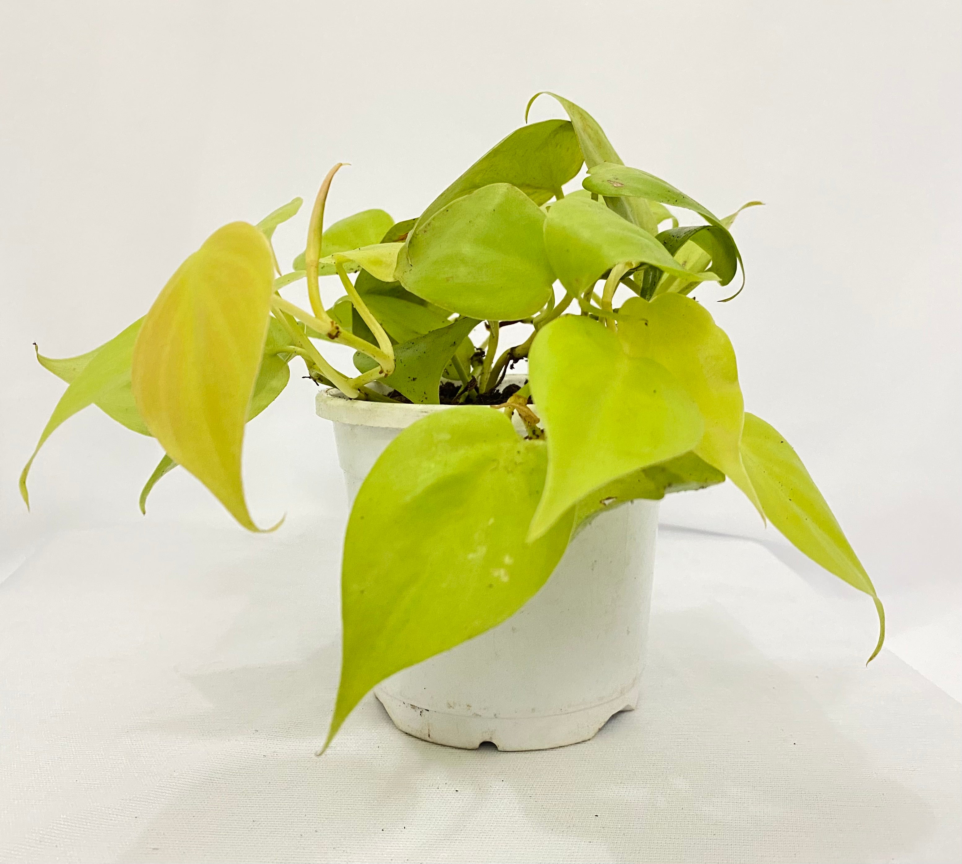 Oxycardium Golden – Dream Green